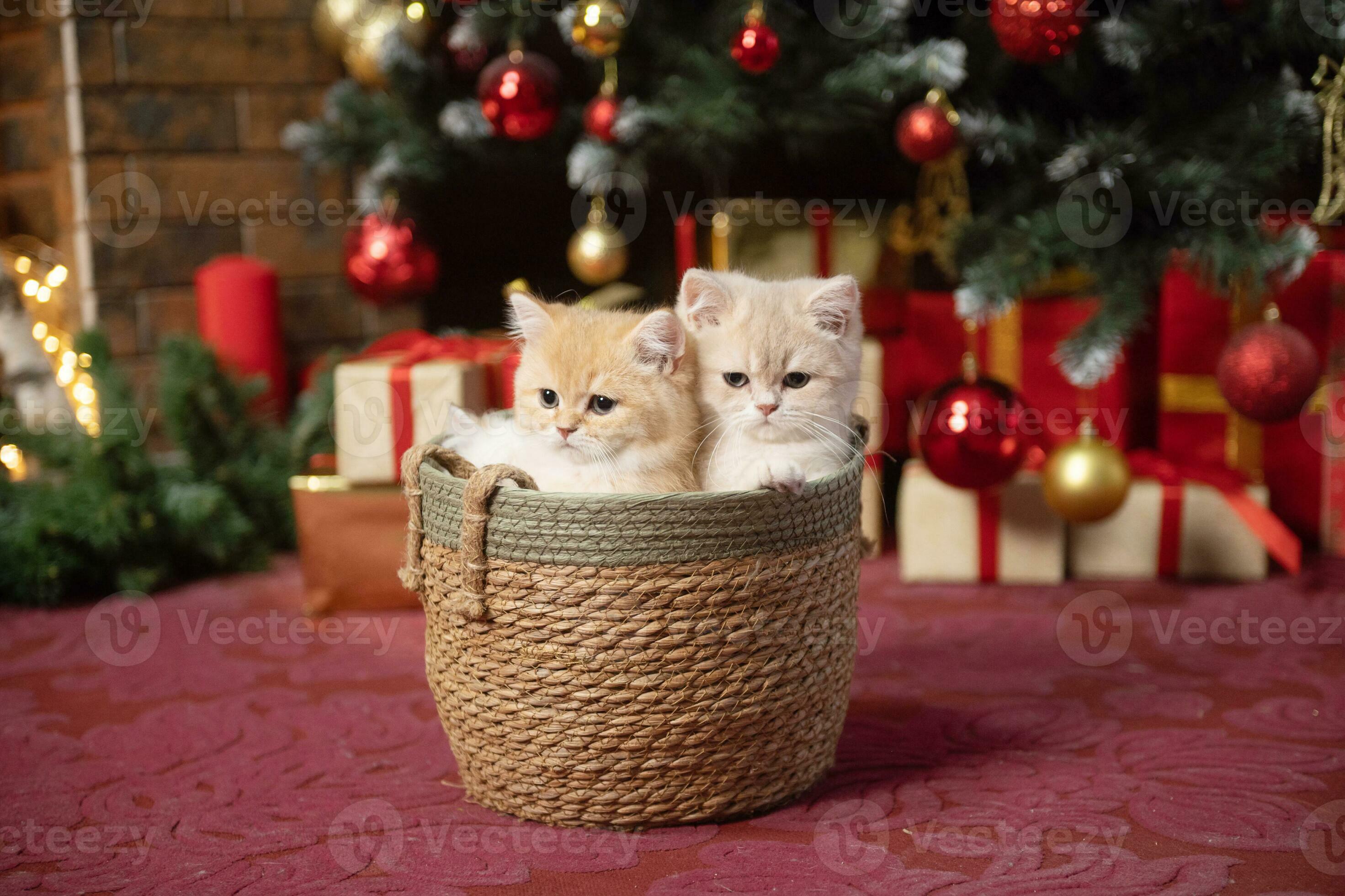 British chinchilla kittens sit in a basket under a Christmas tree with ...