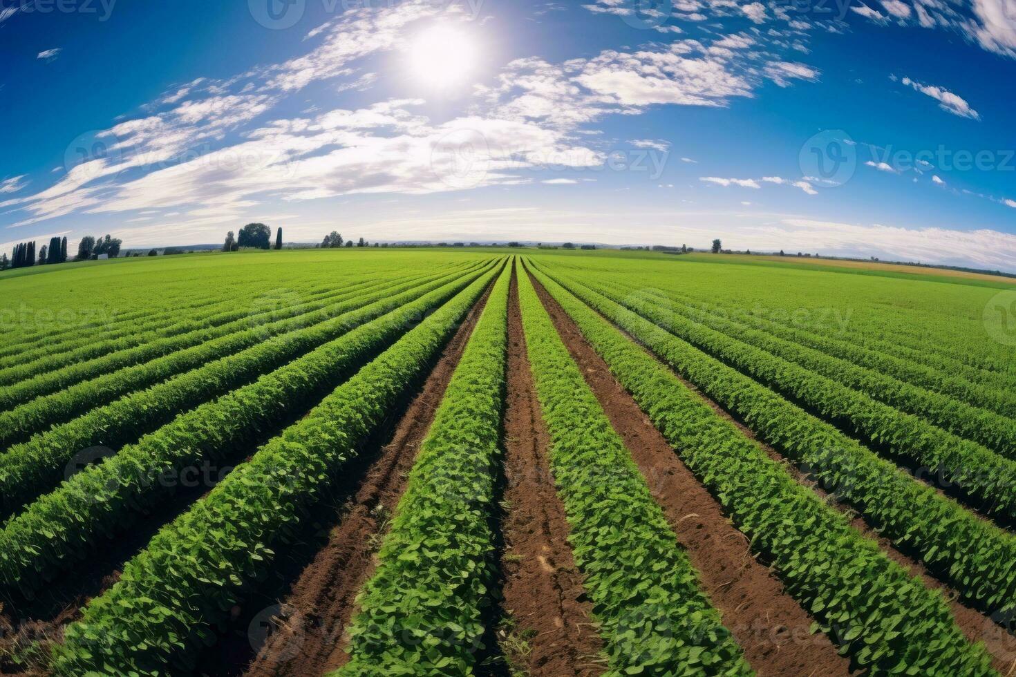A panoramic view of a lush green farm with rows of crops stretching into the distance ...