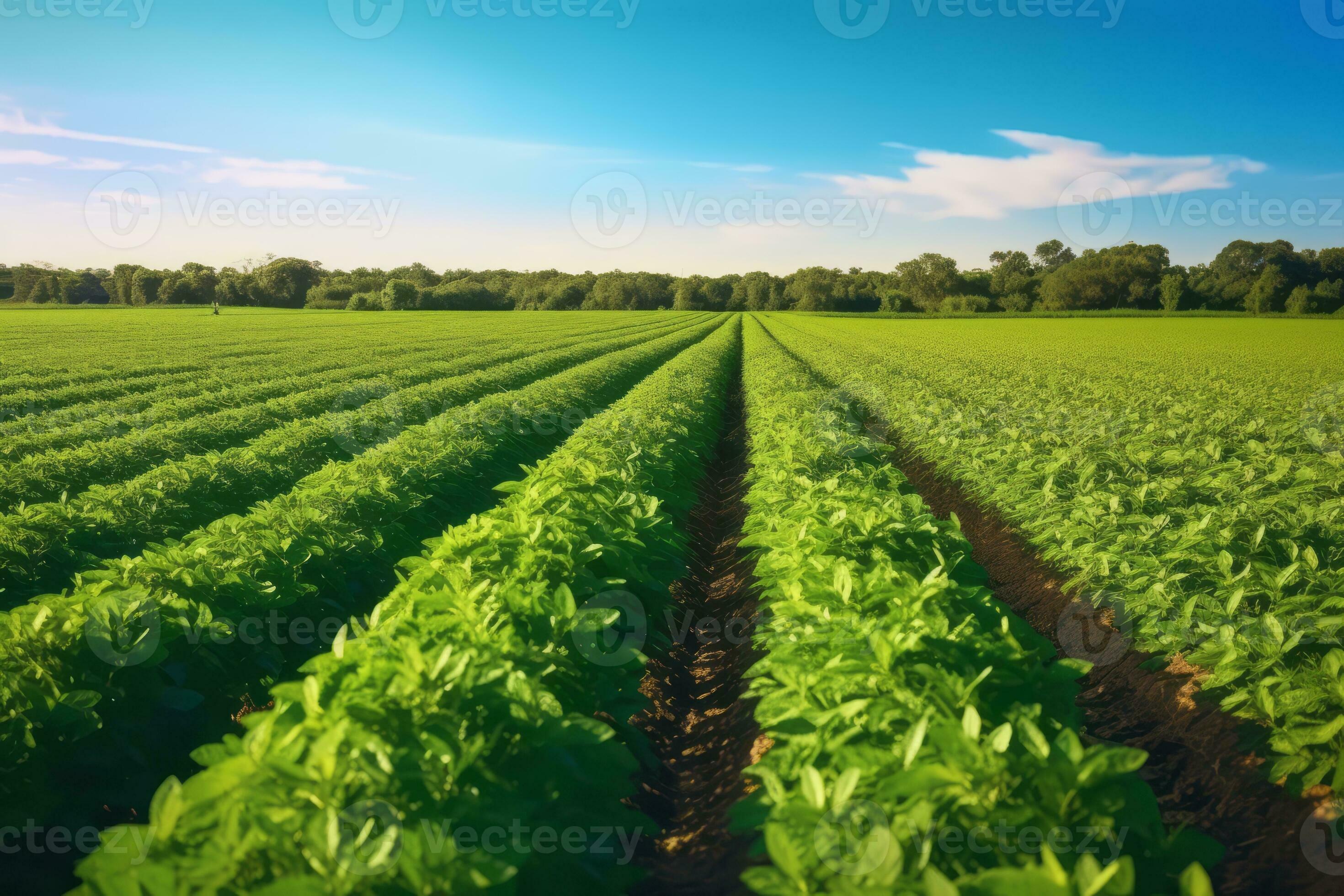 A panoramic view of a lush green farm with rows of crops stretching into the distance ...