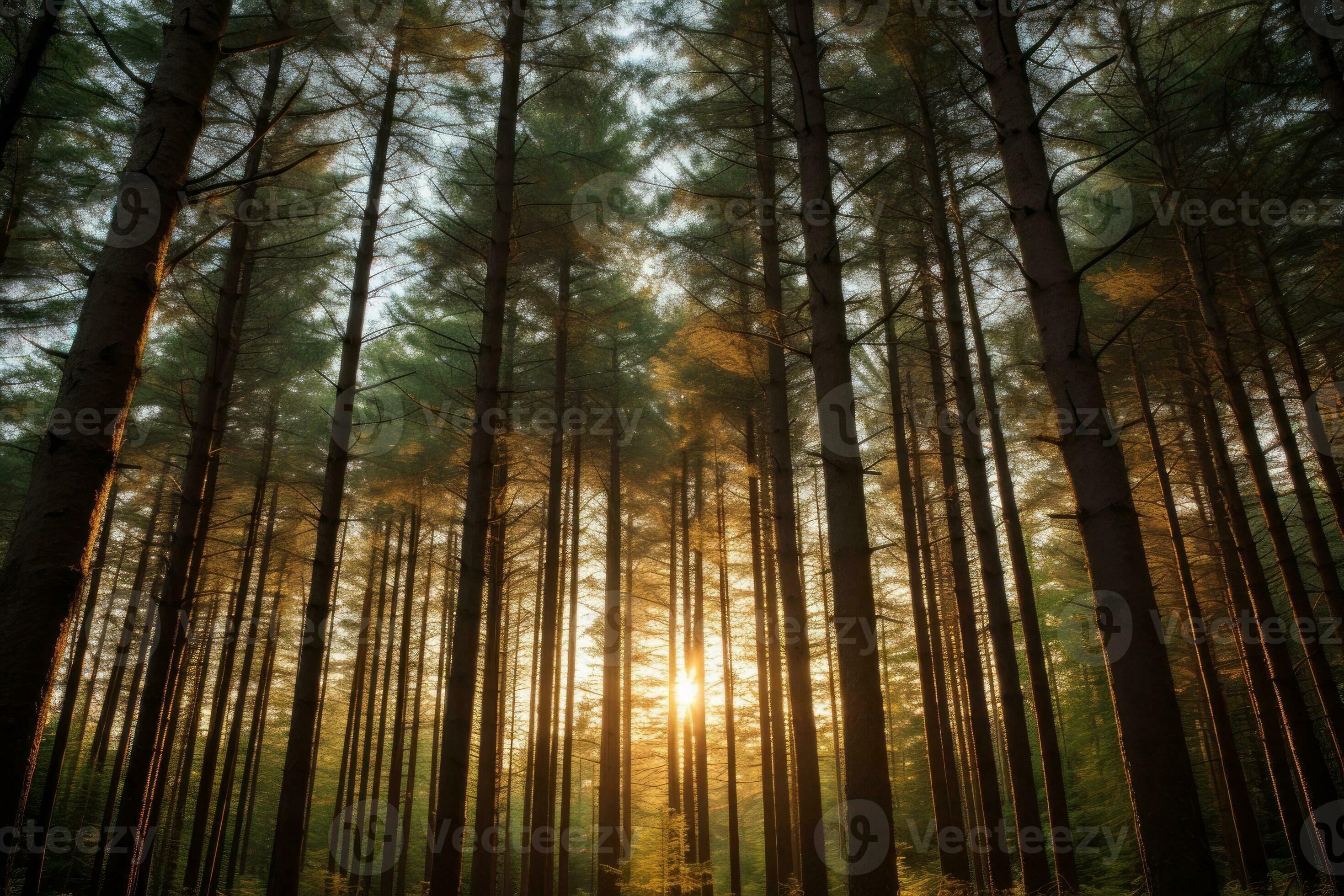 Towering pine trees standing tall. Generative AI 31582991 Stock Photo at Vecteezy