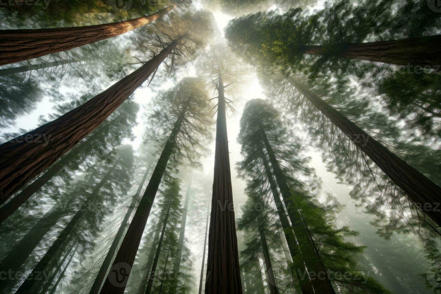 Redwoods Reaching Sky in Towering Forest. Generative AI 31582997 Stock Photo at Vecteezy