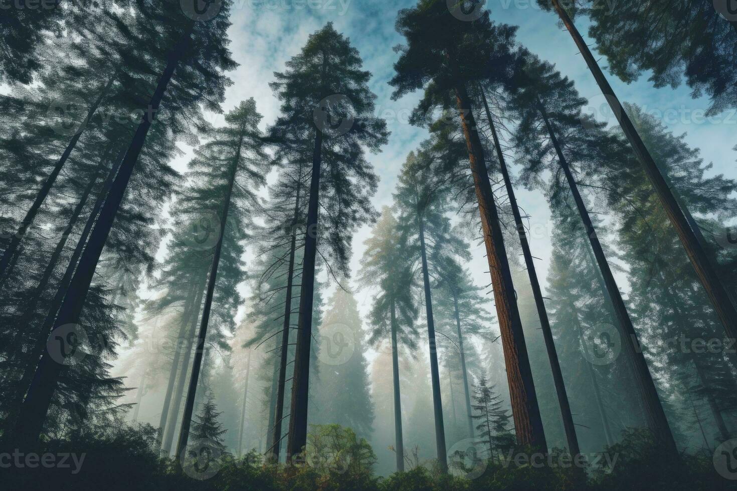 Towering trees framing a picturesque forest. Generative AI 31582999 Stock Photo at Vecteezy