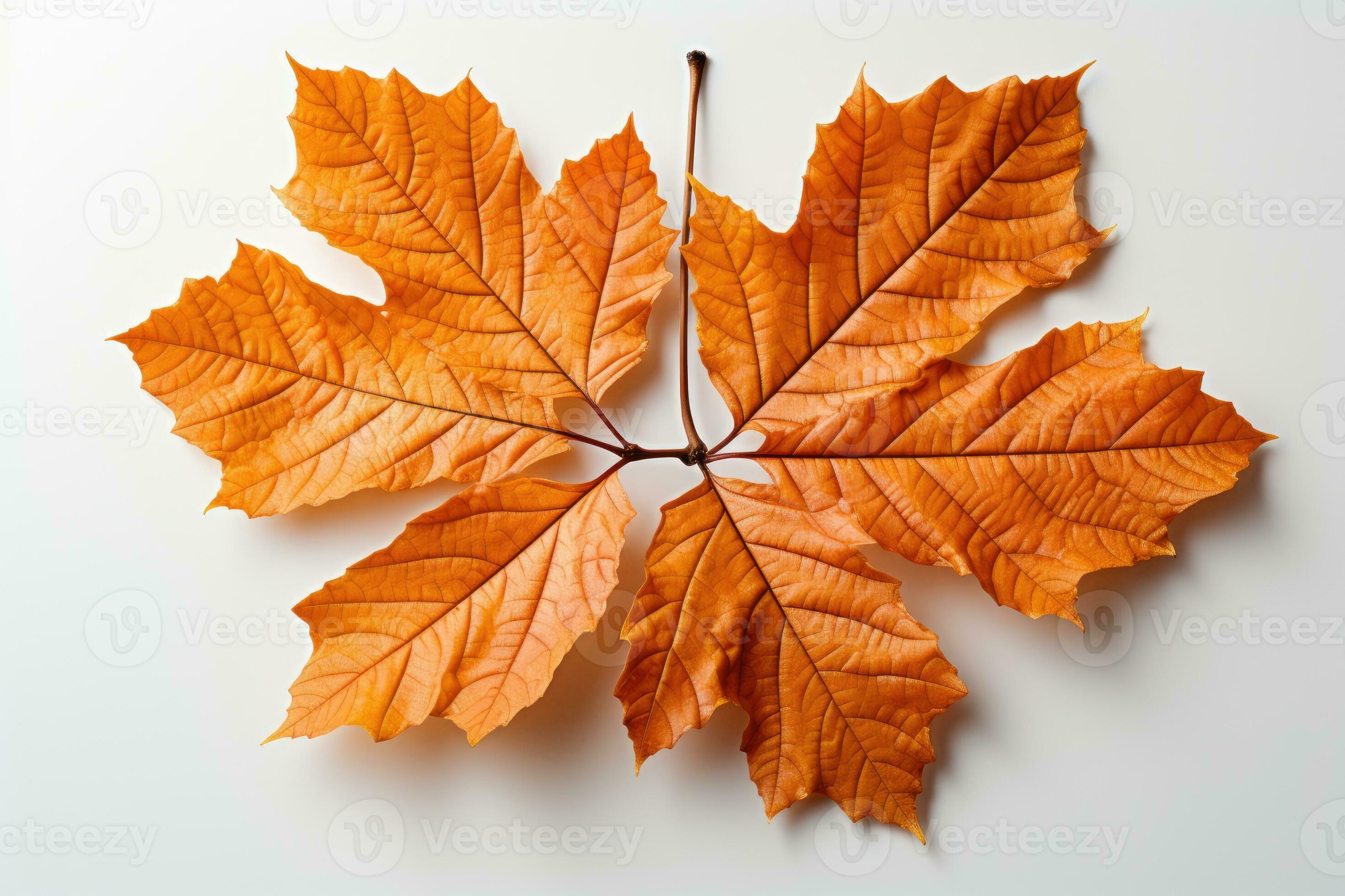 Single Leaves Fall In Autumn Season AI Generative 31599032 Stock Photo single-leaves-fall-in-autumn-season-ai-generative-31599032-stock-photo