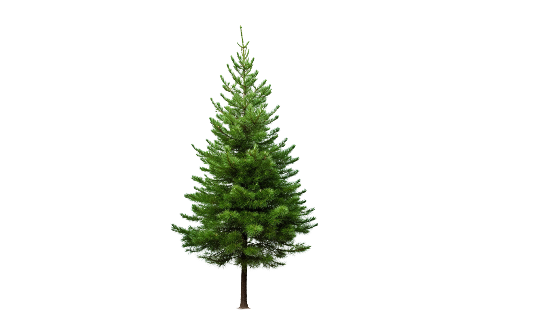 AI Generated Green pine trees, lush, transparent background 31762792 PNG