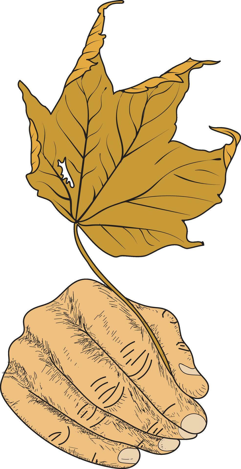 writing with maple leaf sketch, hand sketch, Autumn line art maple leaf ...