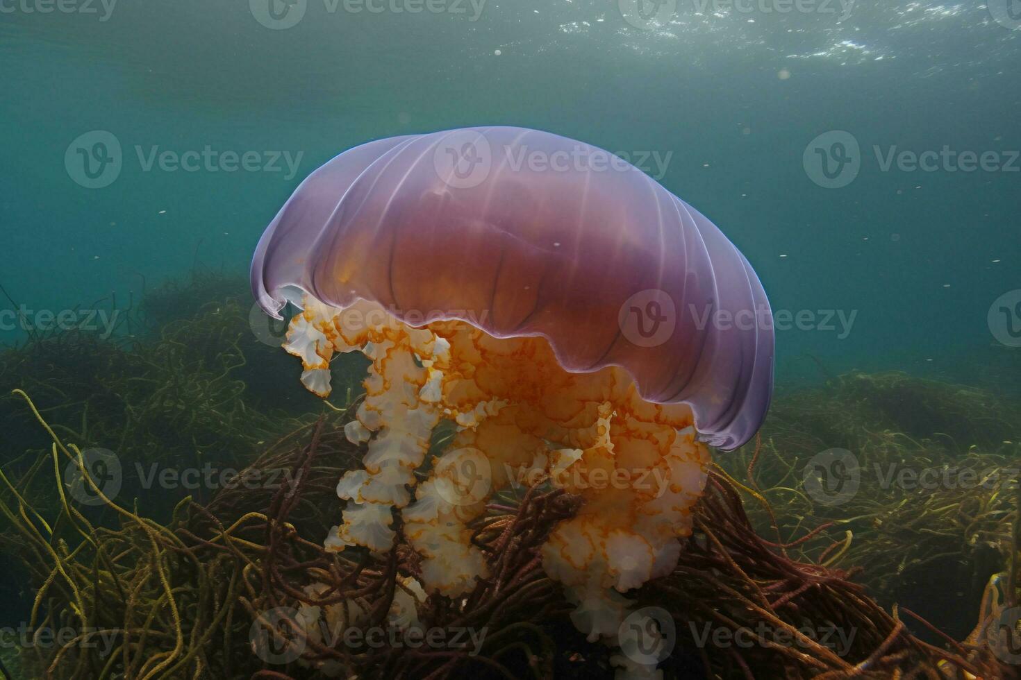 Olindias formosa rare colored jellyfish close-up, dark background. AI generated. 32061880 Stock ...
