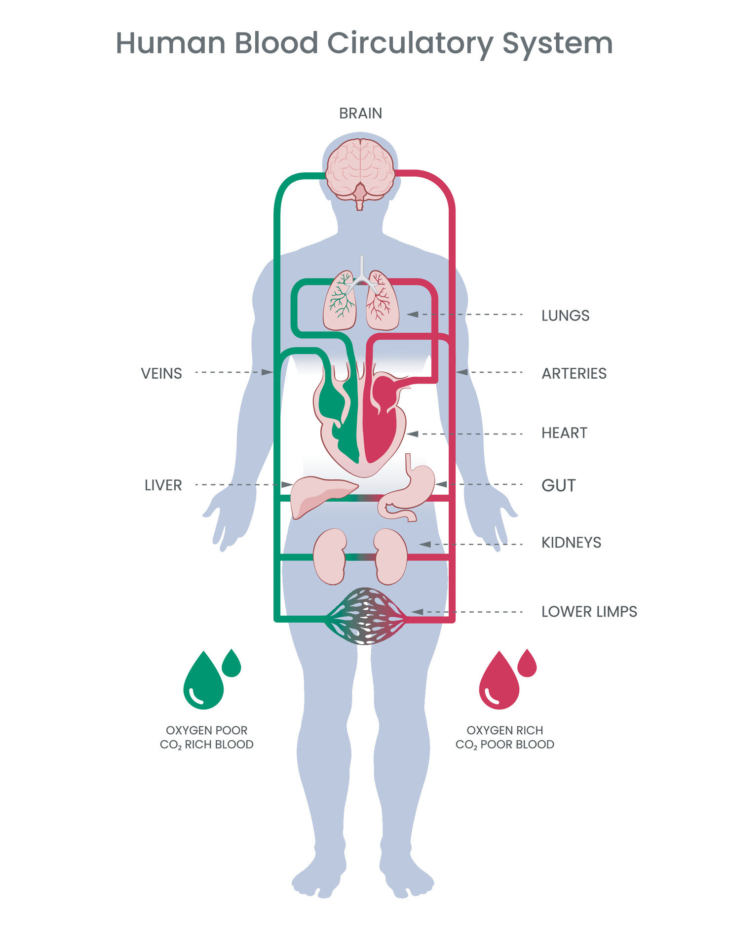 What Is Human Blood Circulatory System - Infoupdate.org What Is Human Blood Circulatory System - Infoupdate.org