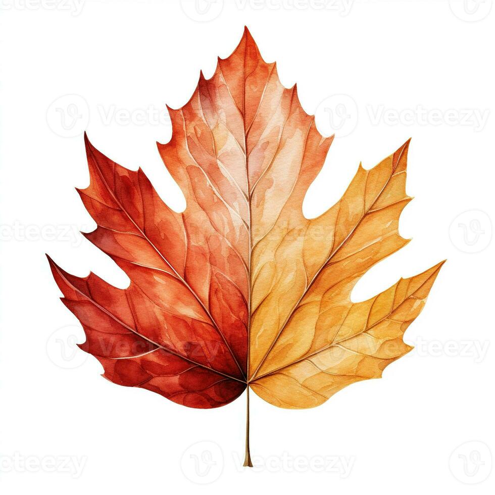 Watercolor illustration of a maple leaf. Autumn, leaf fall, clipart on ...