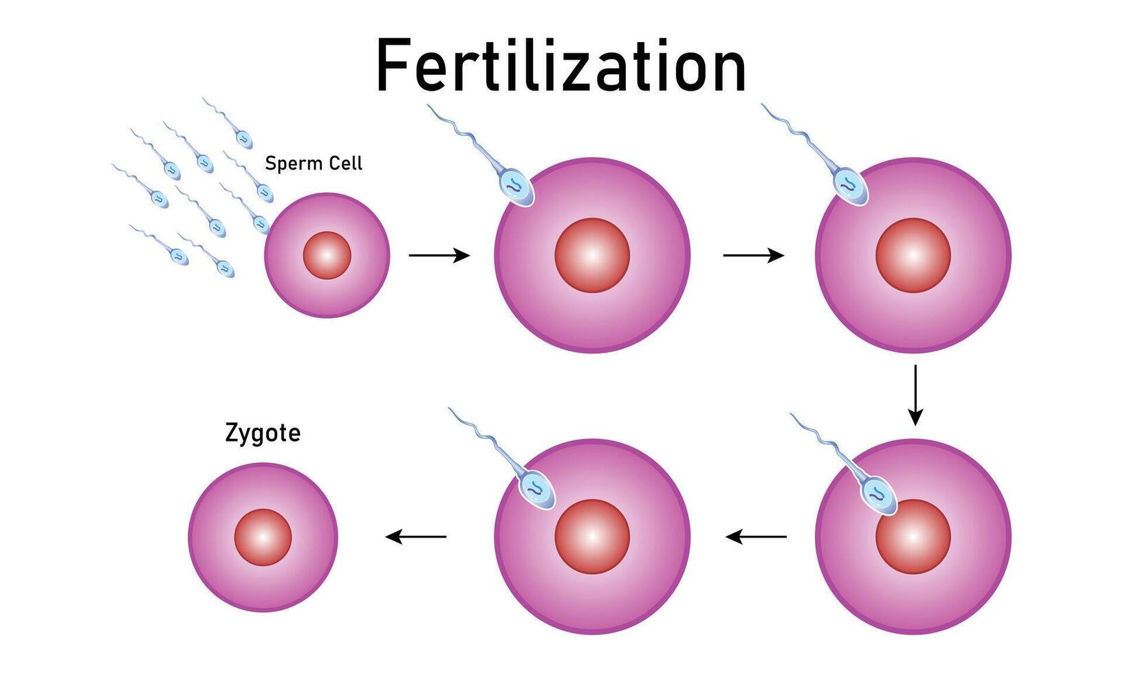 Fertilization Process With Step By Step Sperm Egg And Zygote Rendering Cell Vector Design
