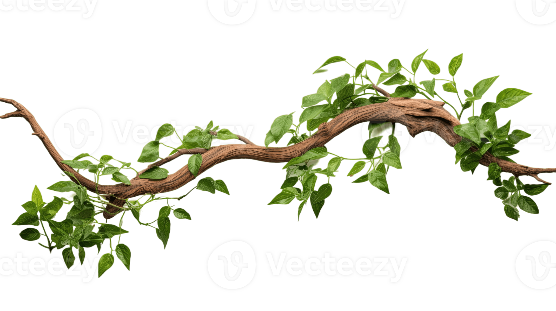 Twisted jungle tree branch plant growing isolated on transparent ...