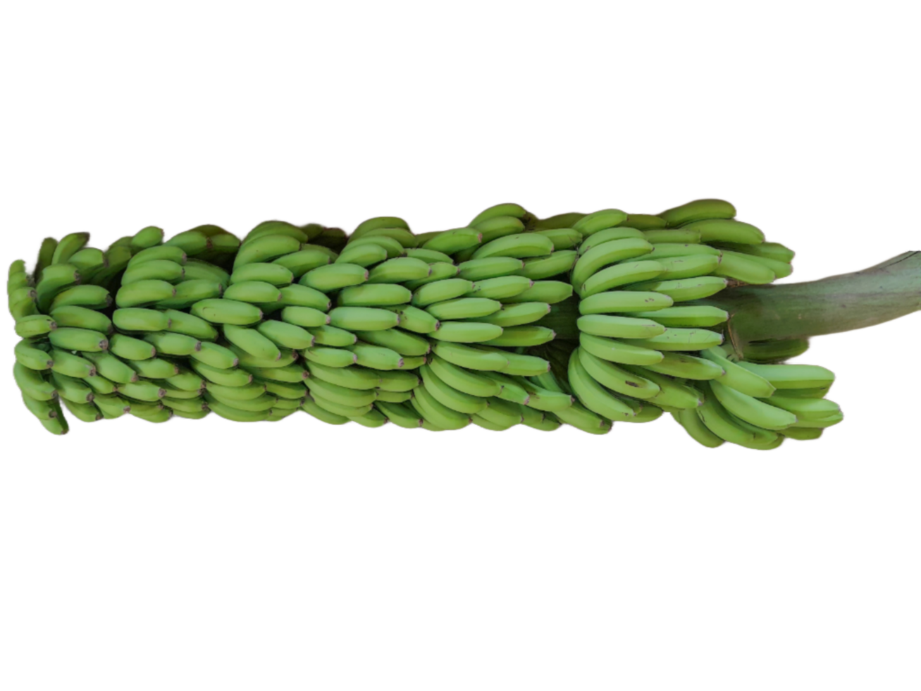 Green Banana isolated on transparent background 32327154 PNG