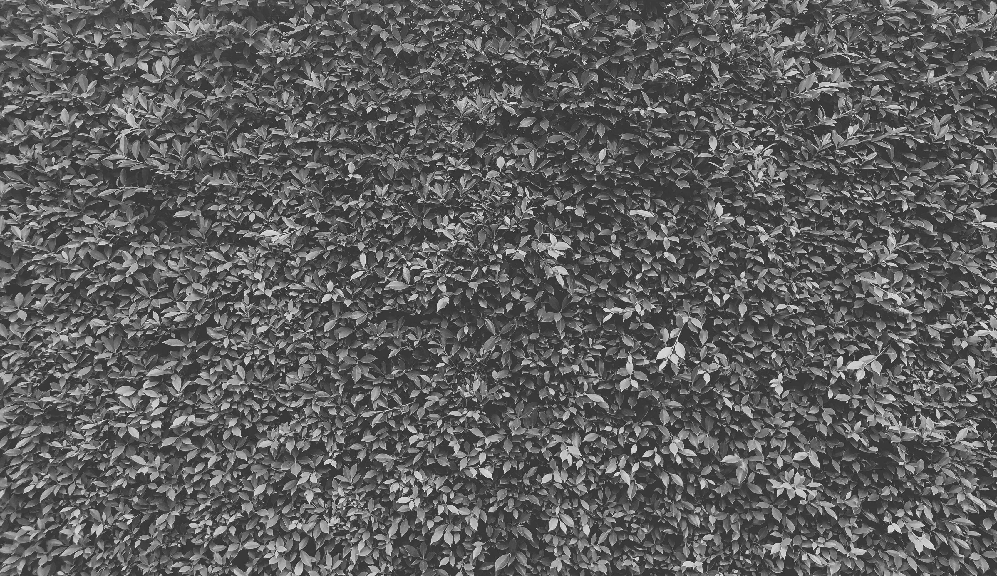 Gray Grass Texture Black And White Grass Seamless Texture Panoramic Banner Background Leaves