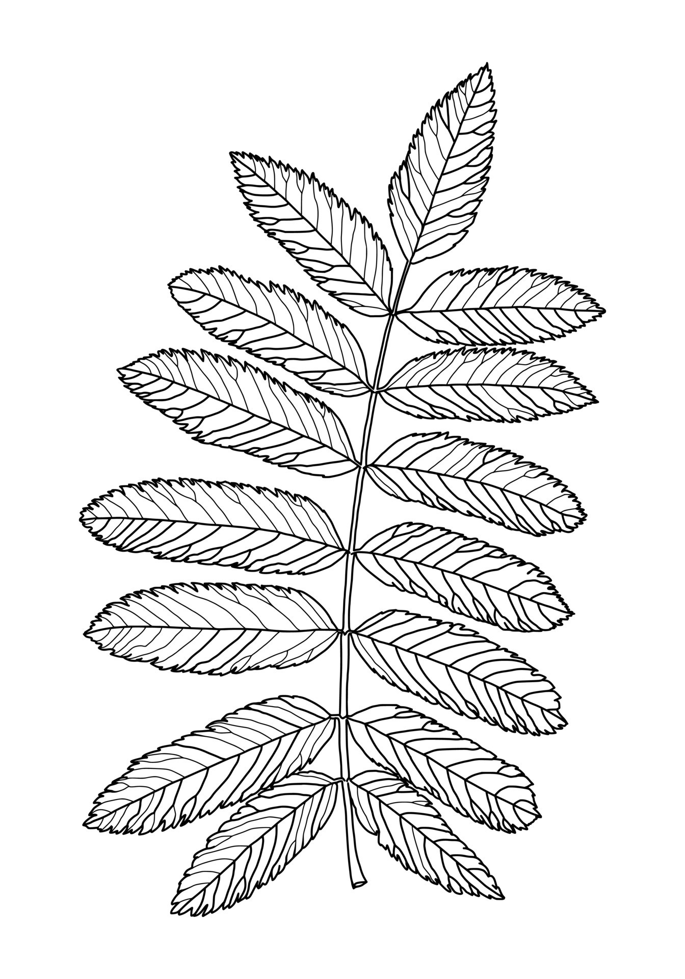 Linear graphic drawing of rowan leaves with veins isolated on white ...