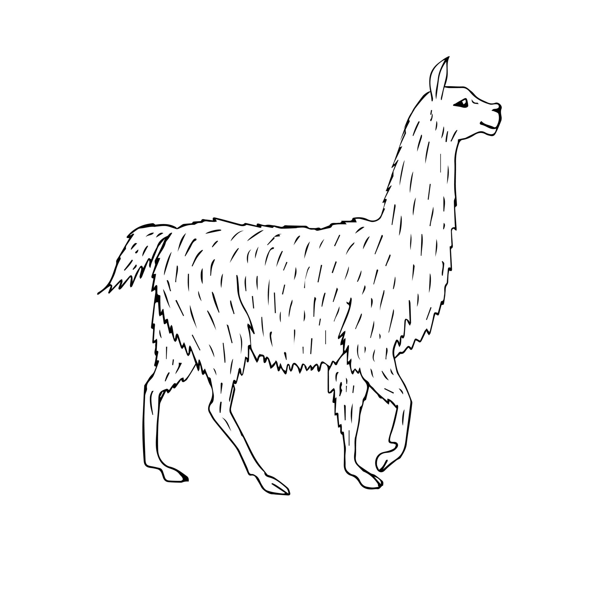 Vector hand drawn sketch doodle llama 32467313 Vector Art at Vecteezy