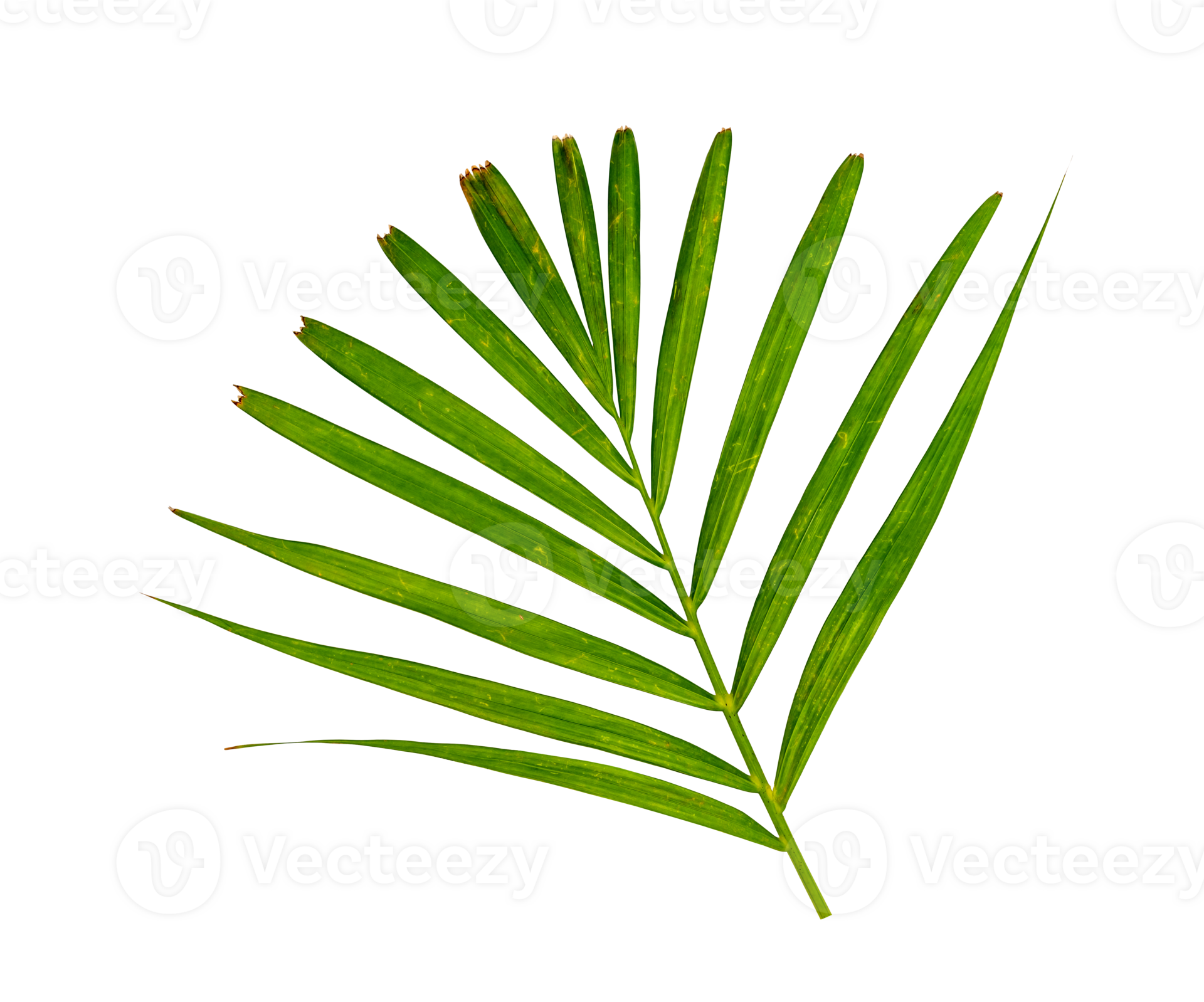 Green Leaves Pattern Leaf Palm Tree Isolated 32475667 Png