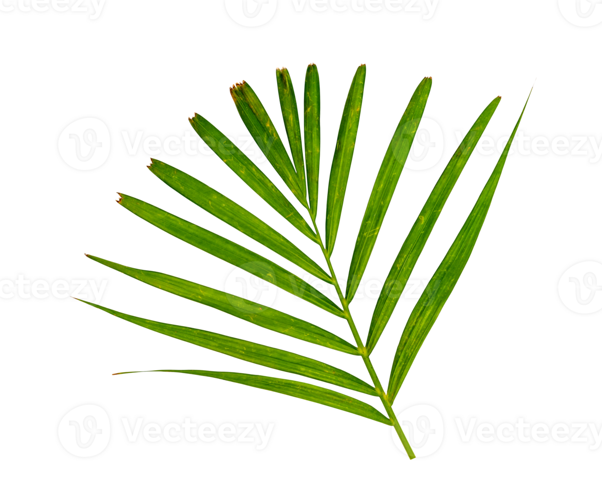 Green Leaves Pattern Leaf Palm Tree Isolated 32475667 Png