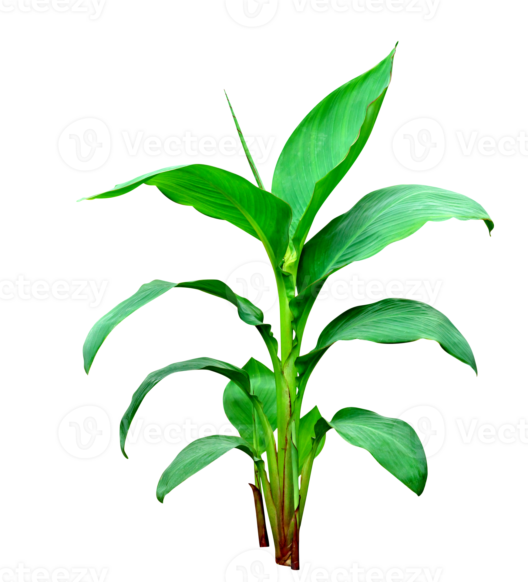 Green Leaves Pattern Leaf Cannaceae Tree Isolated 32475670 Png