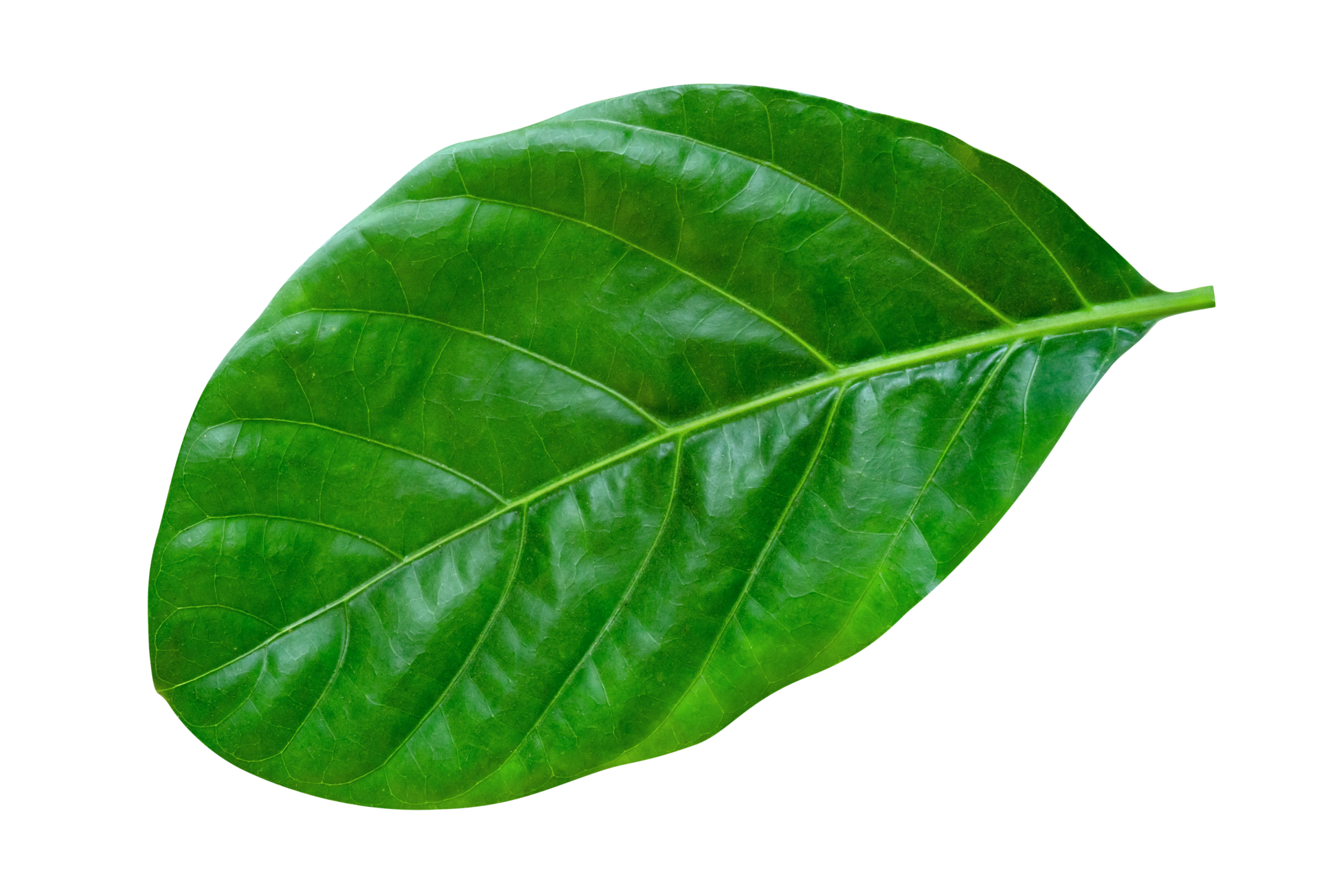 Green Leaves Pattern Leaf Noni Isolated 32475677 Png