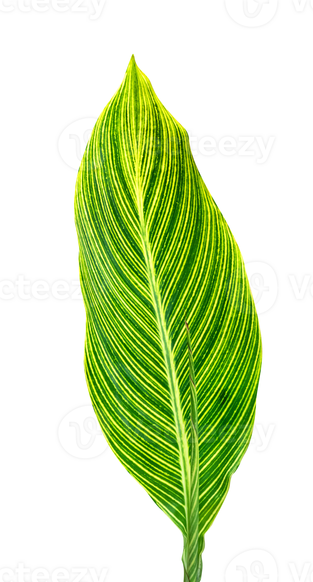 Green Leaves Patternleaf Striped Canna Plant Isolated 32475682 Png