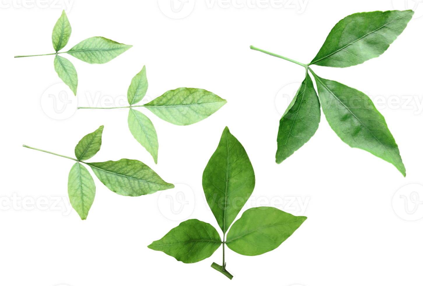 Cuatro Diferente Tipos De Hojas En Un Blanco Fondo Verde Hojas Haz En Blanco Fondo Hoja