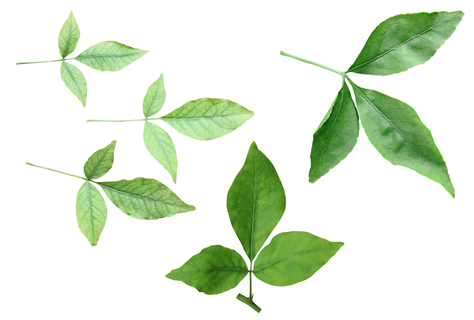 Cuatro Diferente Tipos De Hojas En Un Blanco Fondo Verde Hojas Haz En Blanco Fondo Hoja