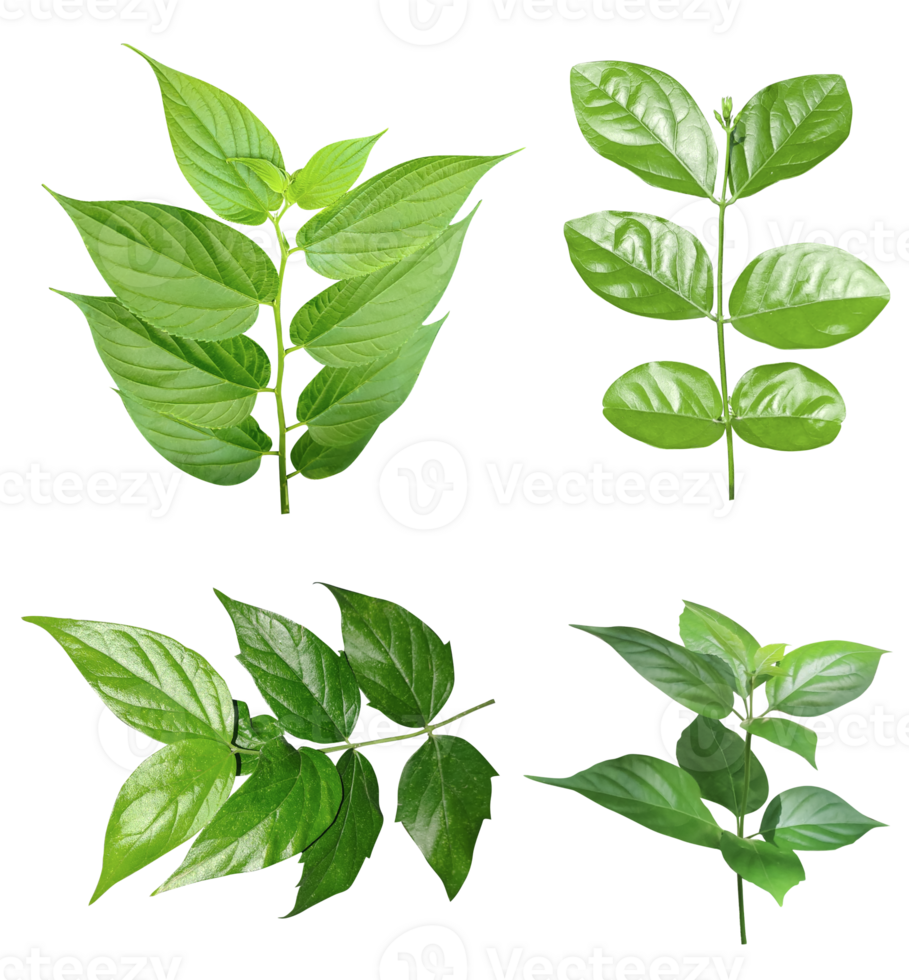 Cuatro Diferente Tipos De Hojas En Un Blanco Fondo Verde Hojas Haz En Blanco Fondo Hoja