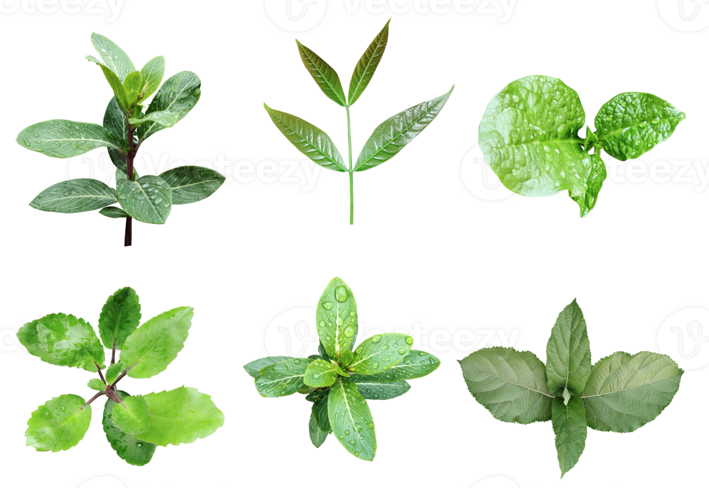 Cuatro Diferente Tipos De Hojas En Un Blanco Fondo Verde Hojas Haz En Blanco Fondo Hoja