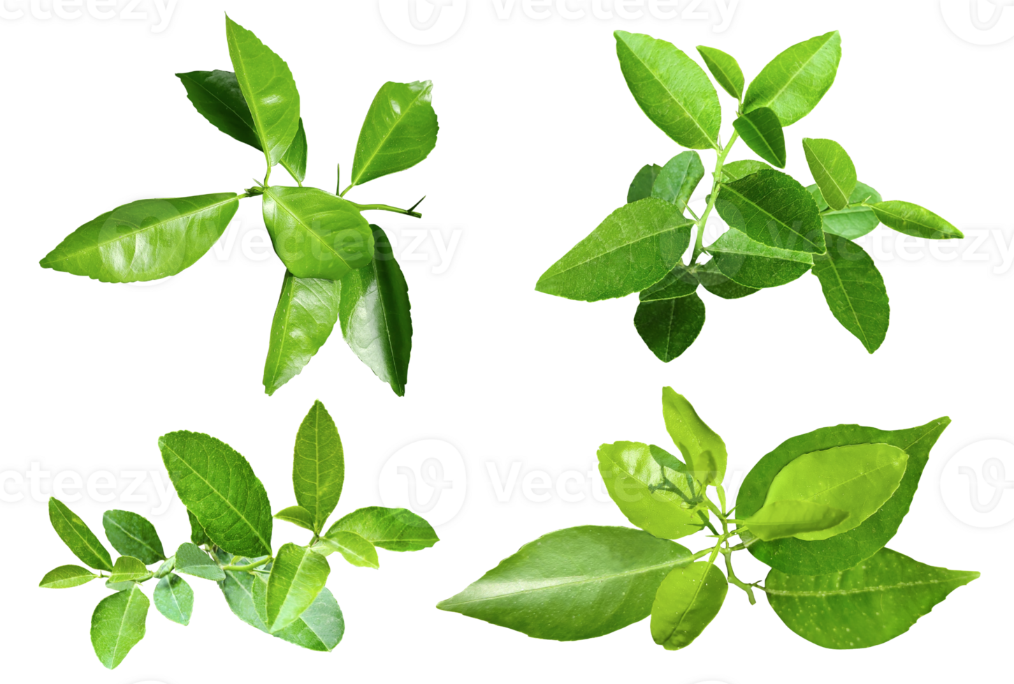 Cuatro Diferente Tipos De Hojas En Un Blanco Fondo Verde Hojas Haz En Blanco Fondo Hoja
