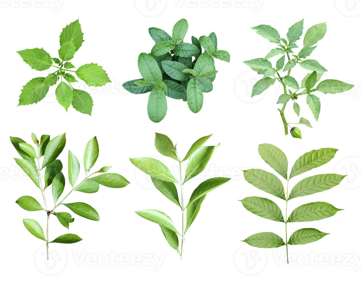 Cuatro Diferente Tipos De Hojas En Un Blanco Fondo Verde Hojas Haz En Blanco Fondo Hoja
