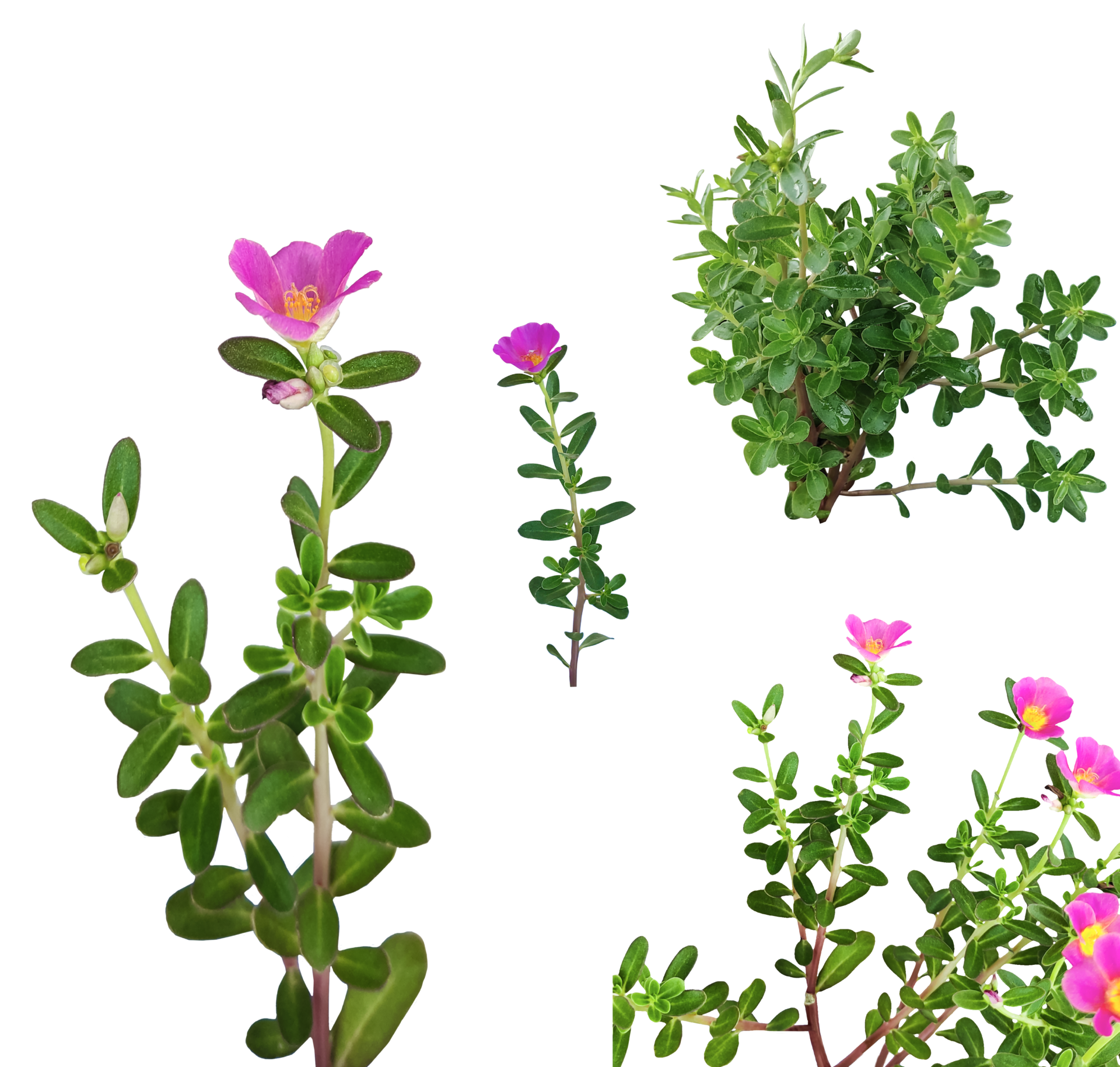 Cuatro Diferente Tipos De Hojas En Un Blanco Fondo Verde Hojas Haz En Blanco Fondo Hoja
