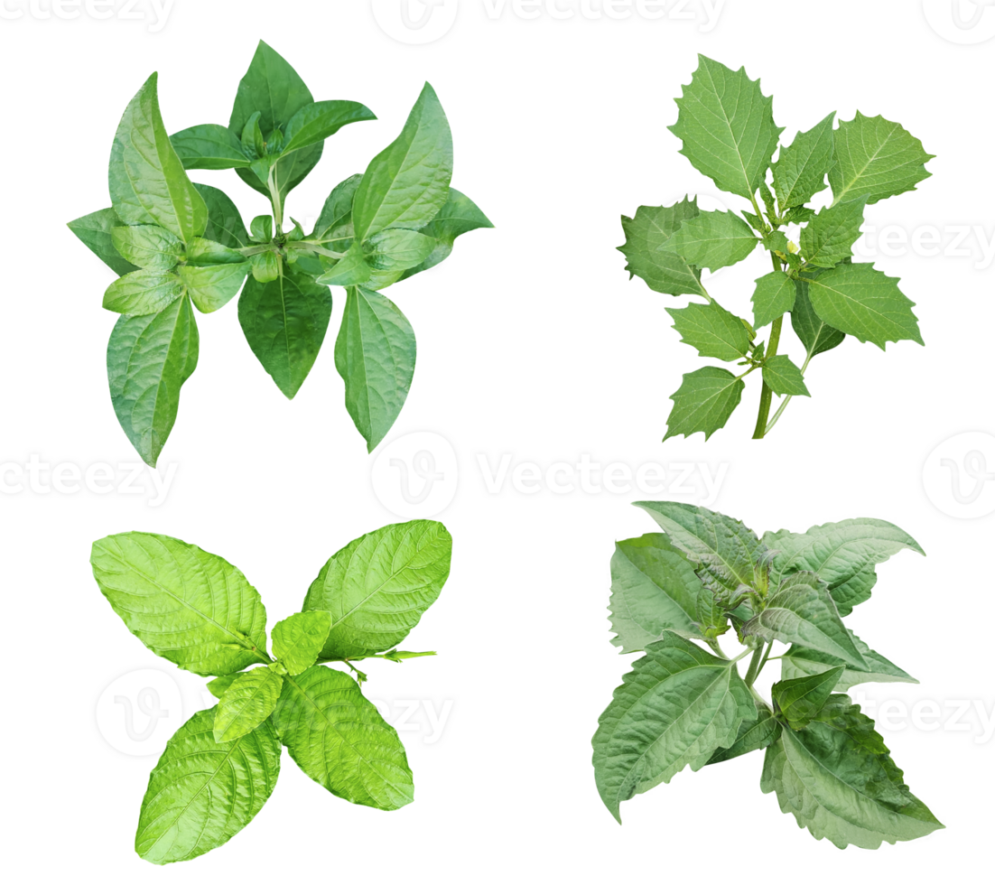 Cuatro Diferente Tipos De Hojas En Un Blanco Fondo Verde Hojas Haz En Blanco Fondo Hoja