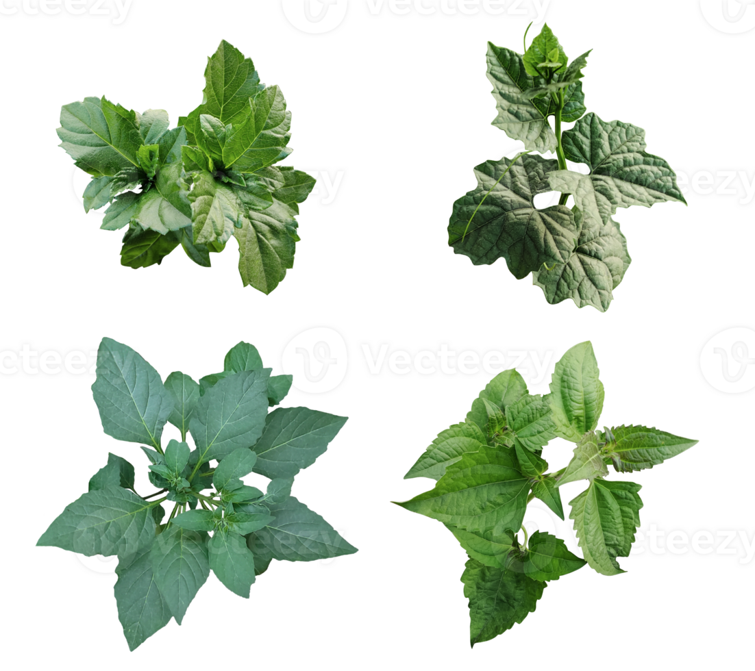 Cuatro Diferente Tipos De Hojas En Un Blanco Fondo Verde Hojas Haz En Blanco Fondo Hoja