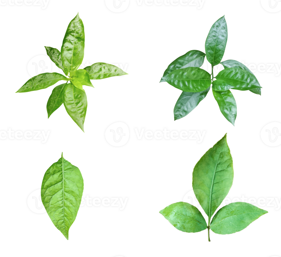 Cuatro Diferente Tipos De Hojas En Un Blanco Fondo Verde Hojas Haz En Blanco Fondo Hoja
