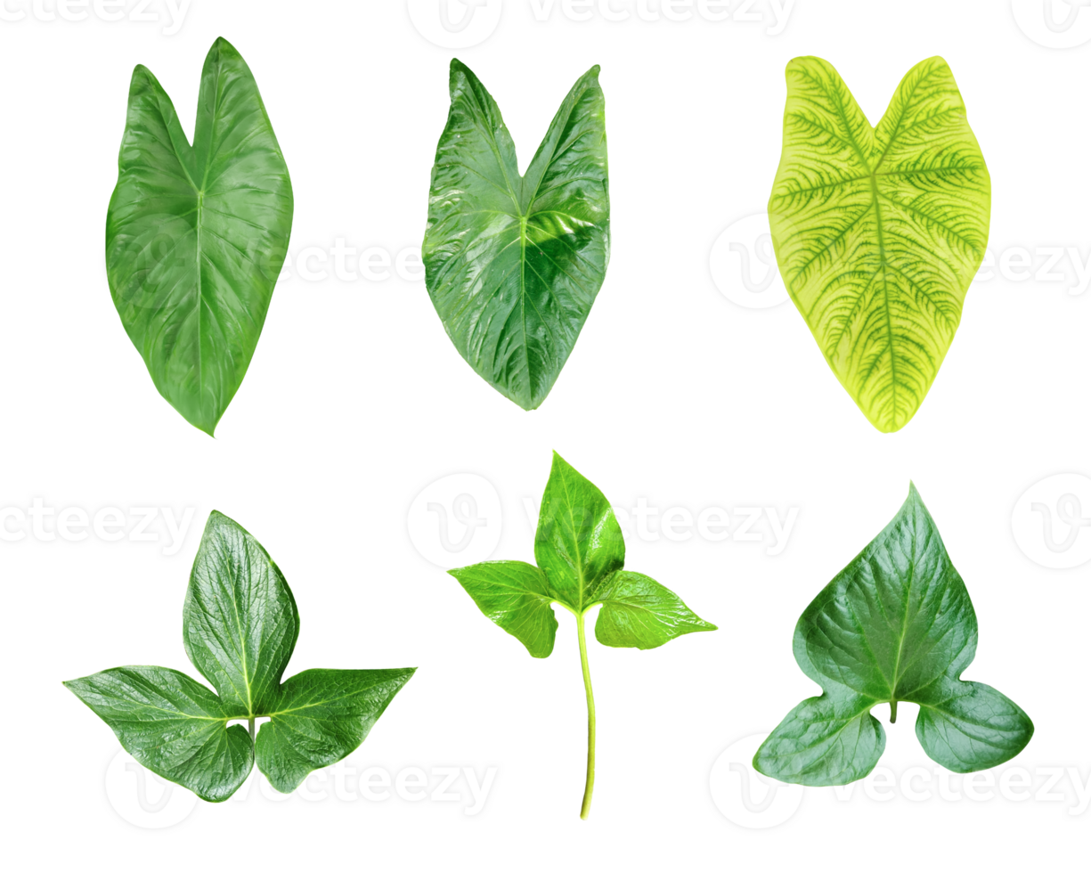 Cuatro Diferente Tipos De Hojas En Un Blanco Fondo Verde Hojas Haz En Blanco Fondo Hoja
