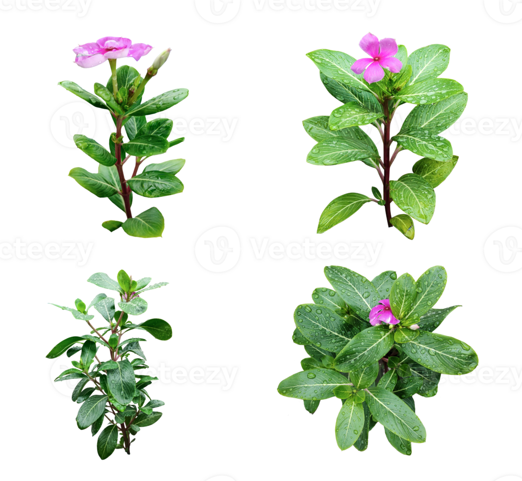 Cuatro Diferente Tipos De Hojas En Un Blanco Fondo Verde Hojas Haz En Blanco Fondo Hoja