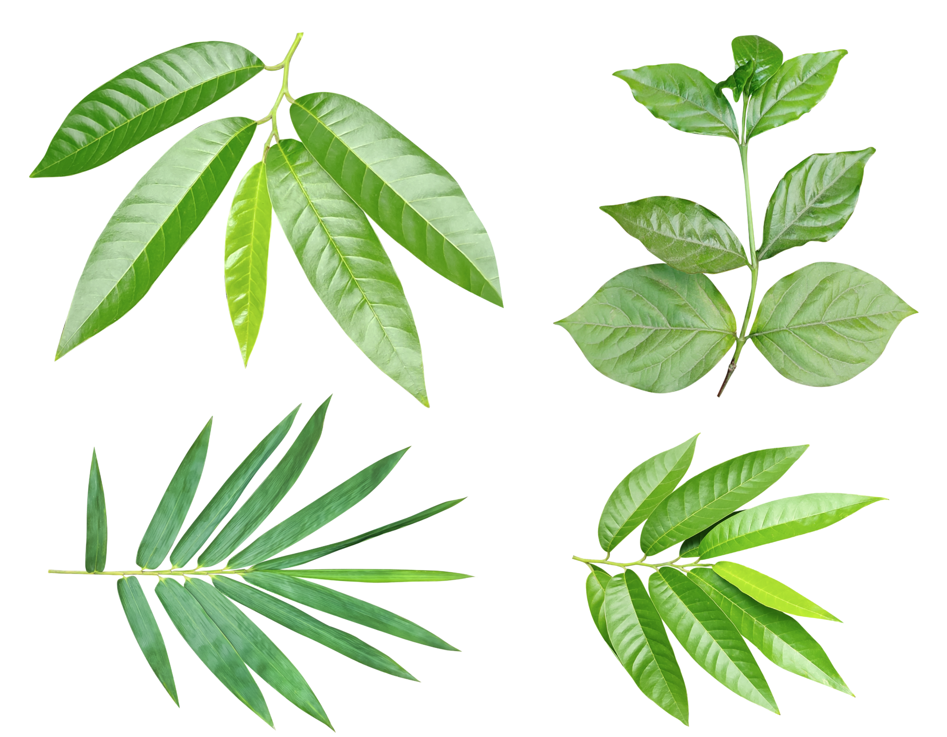 Cuatro Diferente Tipos De Hojas En Un Blanco Fondo Verde Hojas Haz En Blanco Fondo Hoja