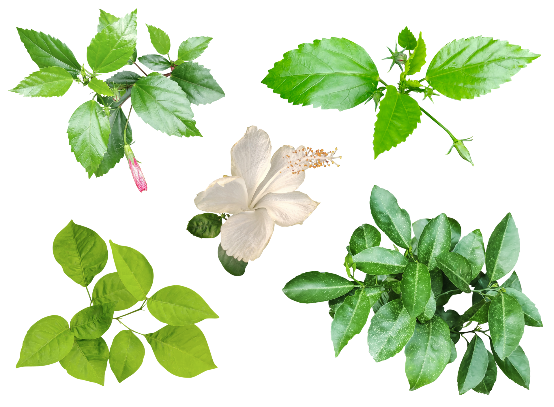 Cuatro Diferente Tipos De Hojas En Un Blanco Fondo Verde Hojas Haz En Blanco Fondo Hoja