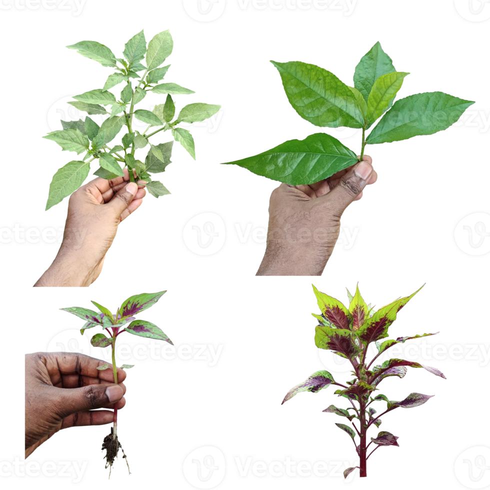 Cuatro Diferente Tipos De Hojas En Un Blanco Fondo Verde Hojas Haz En Blanco Fondo Hoja