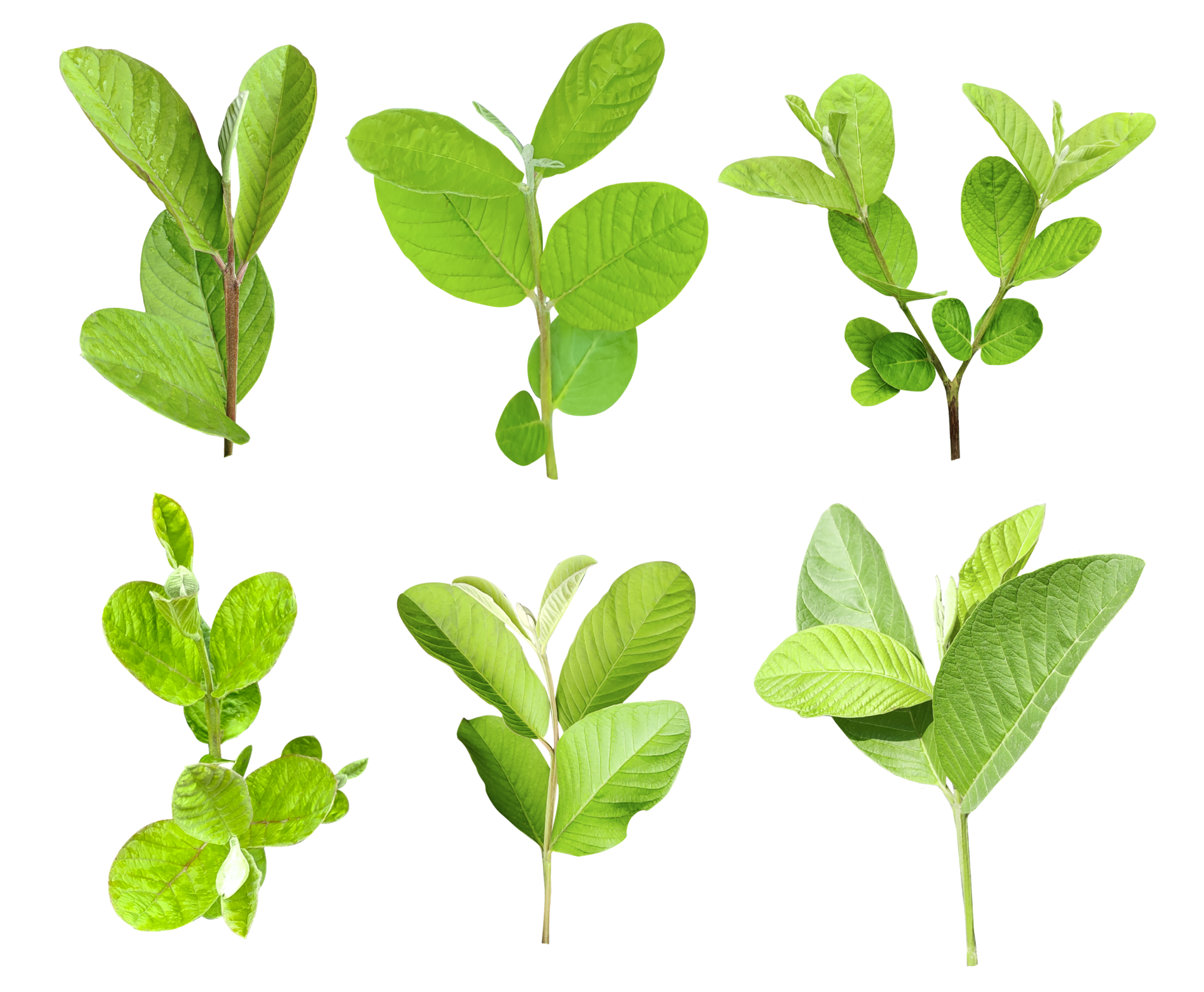 Cuatro Diferente Tipos De Hojas En Un Blanco Fondo Verde Hojas Haz En Blanco Fondo Hoja