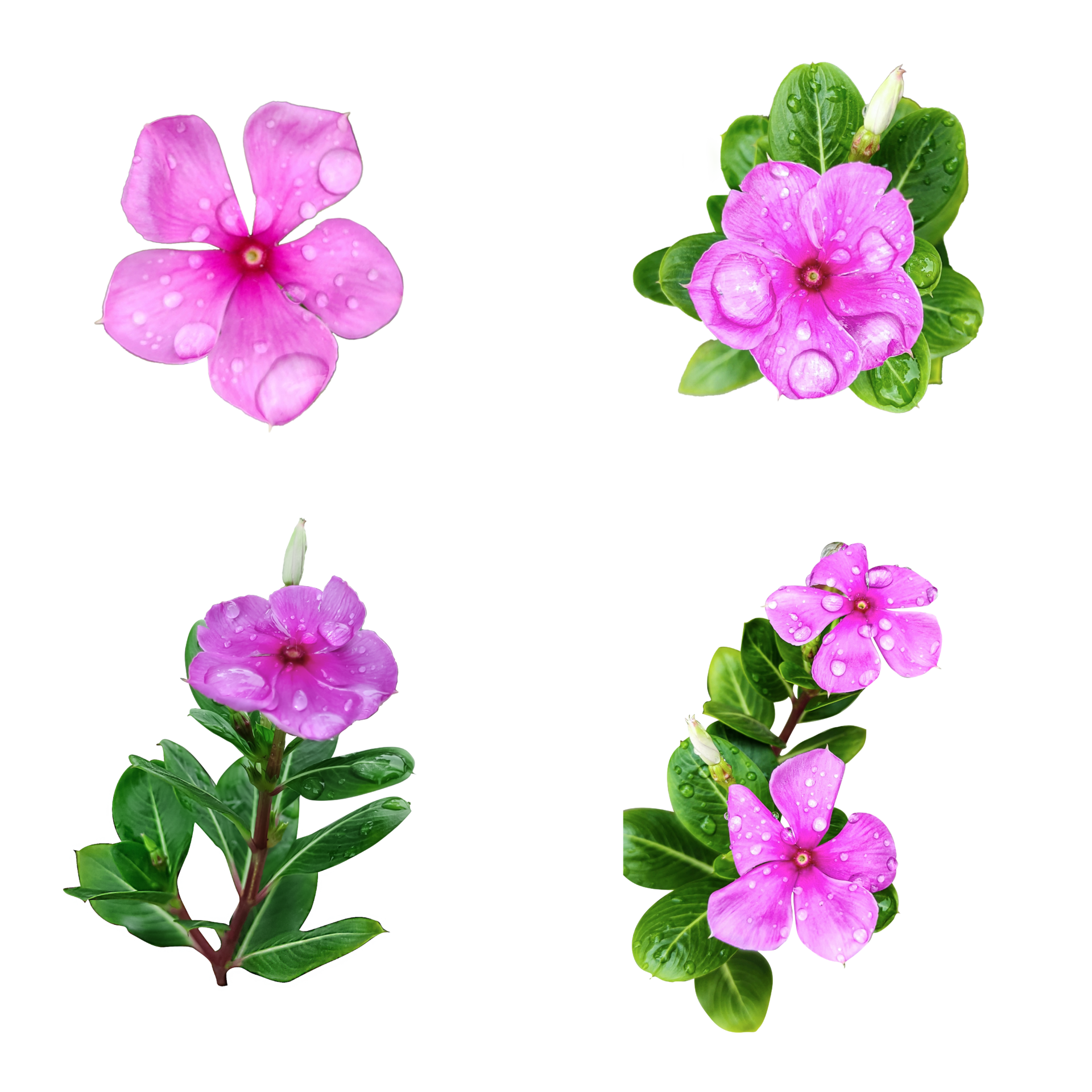 Cuatro Diferente Tipos De Hojas En Un Blanco Fondo Verde Hojas Haz En Blanco Fondo Hoja