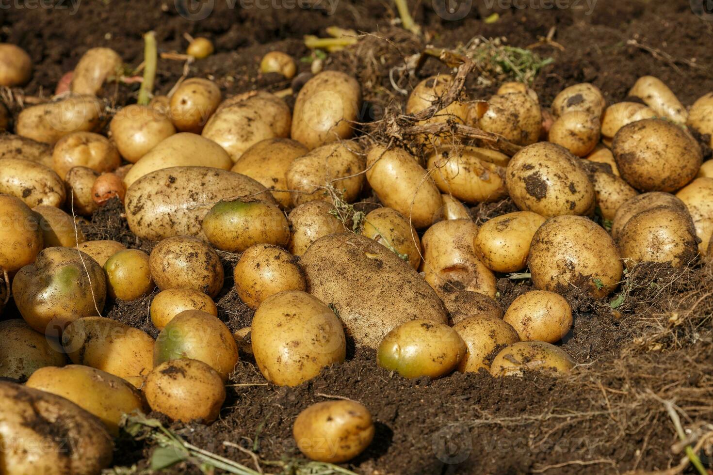Pile of newly harvested potatoes on field. Harvesting potato roots from soil in homemade garden ...