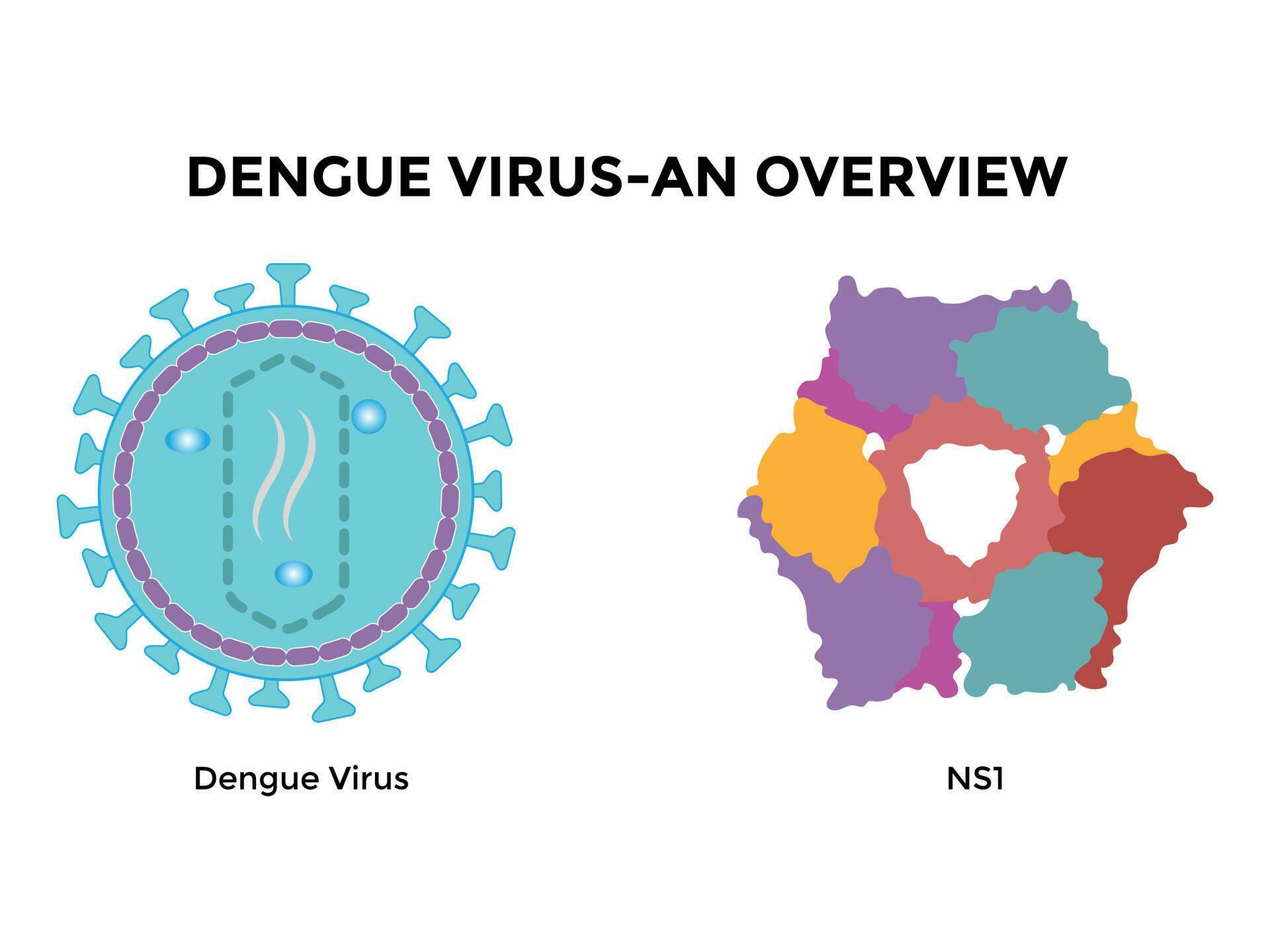 Dengue virus. Dengue virus DENV is the cause of dengue fever. It is a mosquito borne, single ...