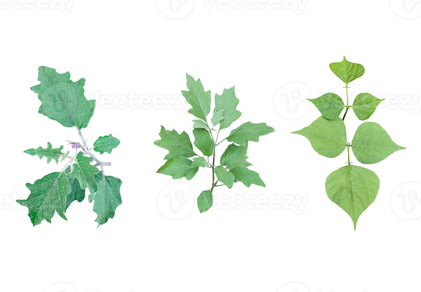 three different types of leaves on a png transparent 32742384 PNG three different types of leaves on a png transparent 32742384 PNG