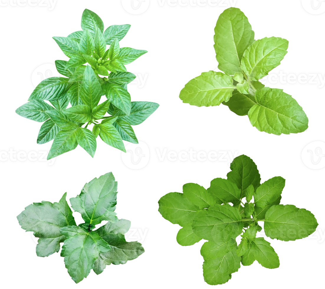 Cuatro Diferente Tipos De Hojas En Png Fondo Verde Hojas Haz En Png Fondo Hoja Aislado Colocar