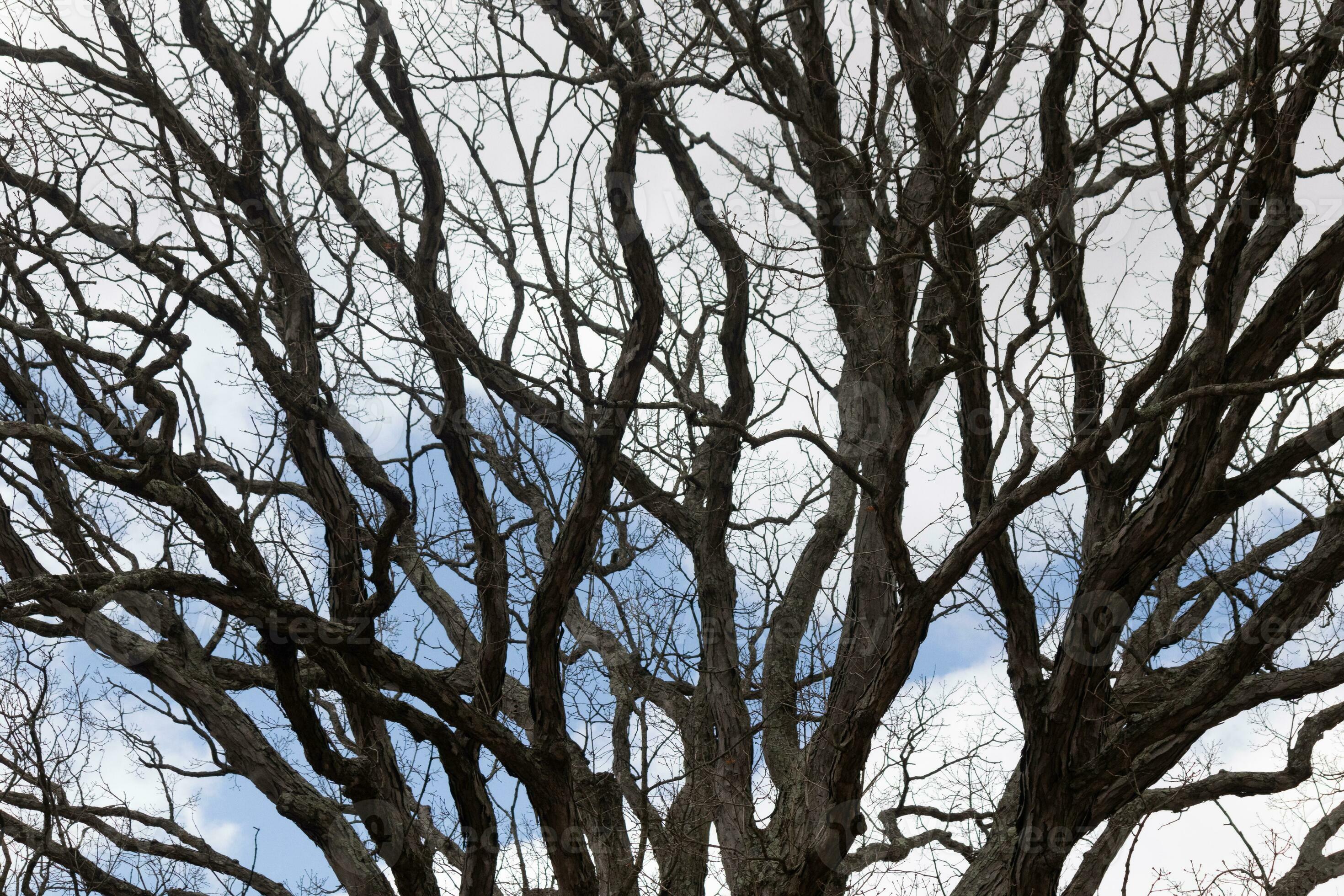 Bare branches of a tree reaching out. The long limbs are without leaves ...