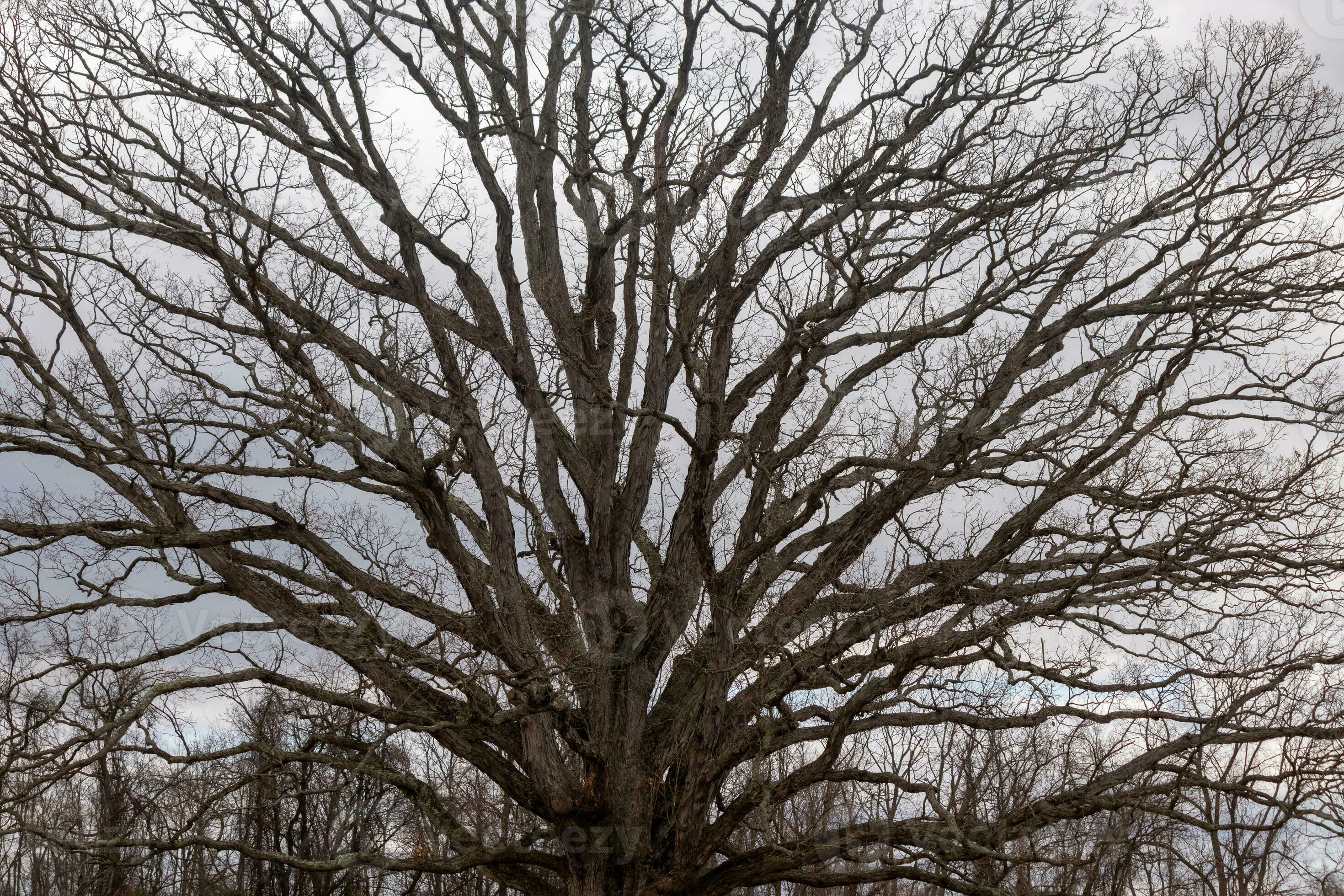 Bare branches of a tree reaching out. The long limbs are without leaves due to the Fall season ...