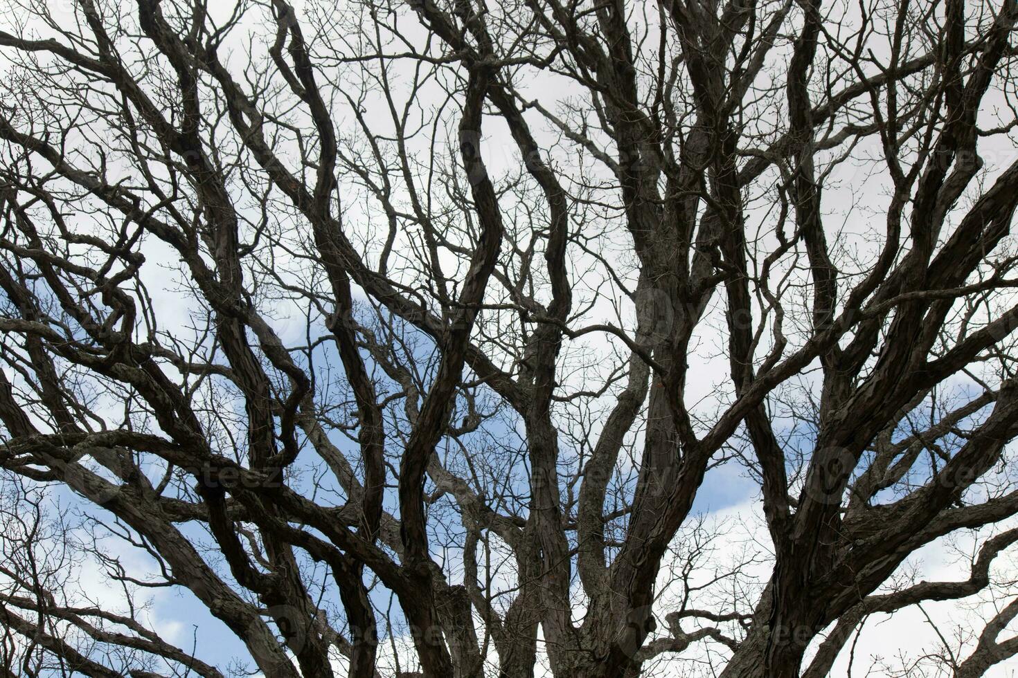 Tree With Branches Stock Photos, Images and Backgrounds for Free Download