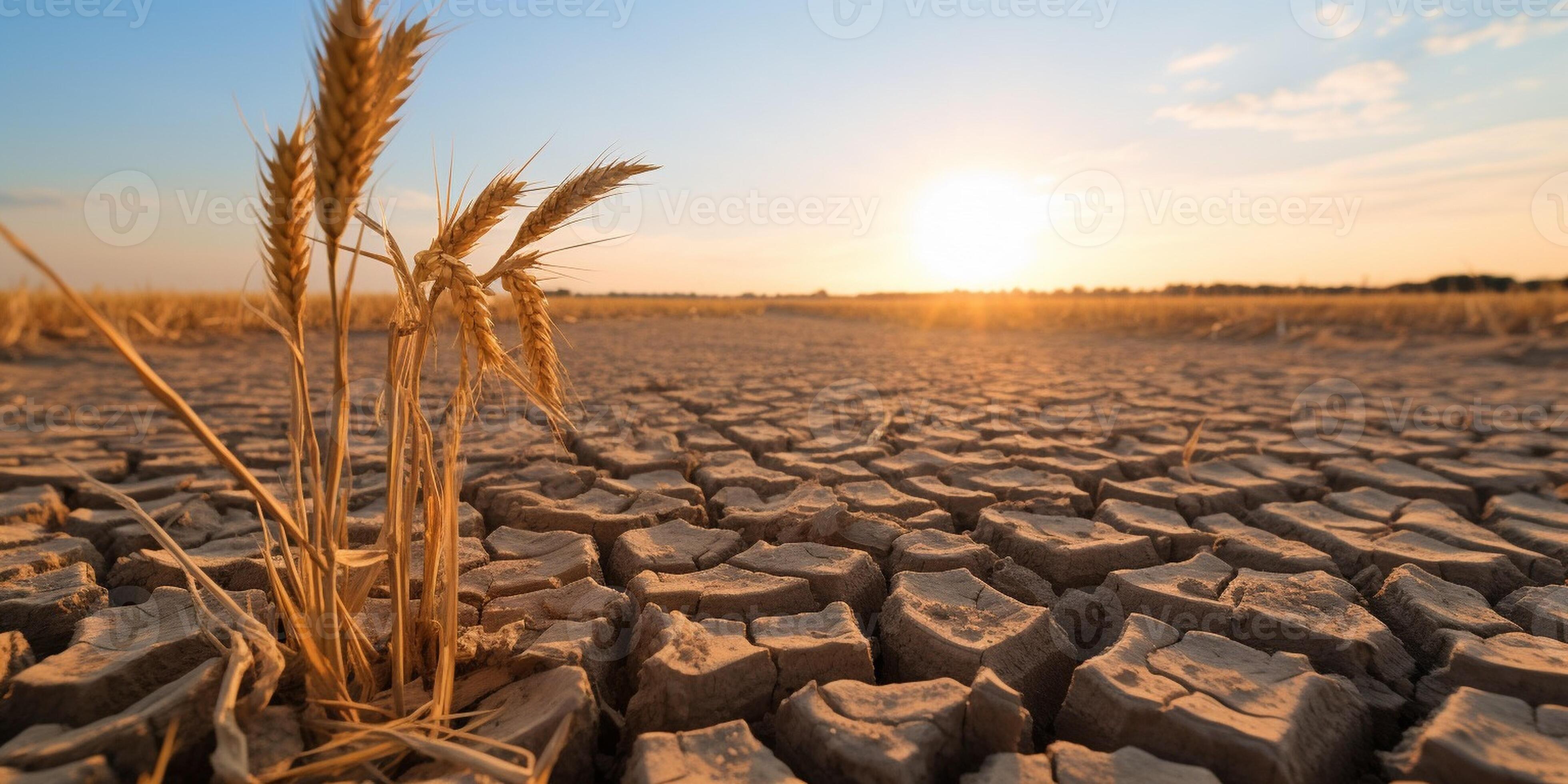 Wheat crops suffer as drought continues Wheat field with very dry soil Dry wheat field in the ...