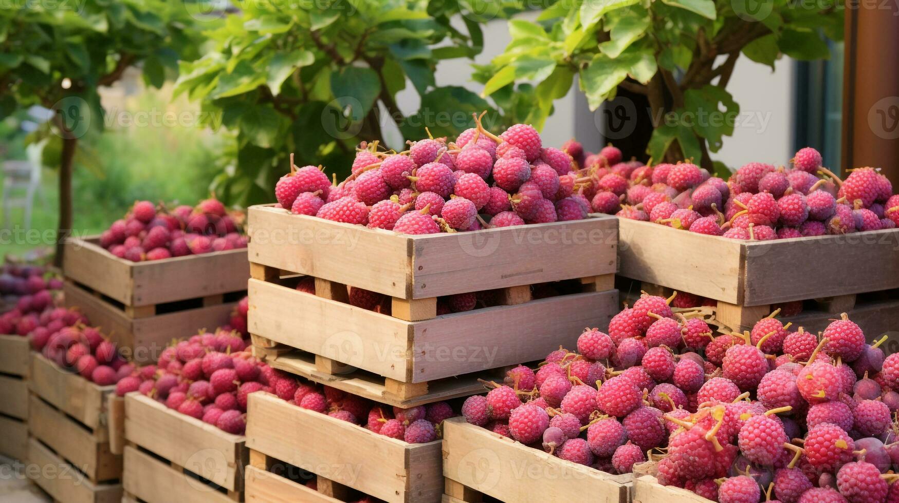 Freshly picked Caja fruit from garden placed in the boxes. Generative ...