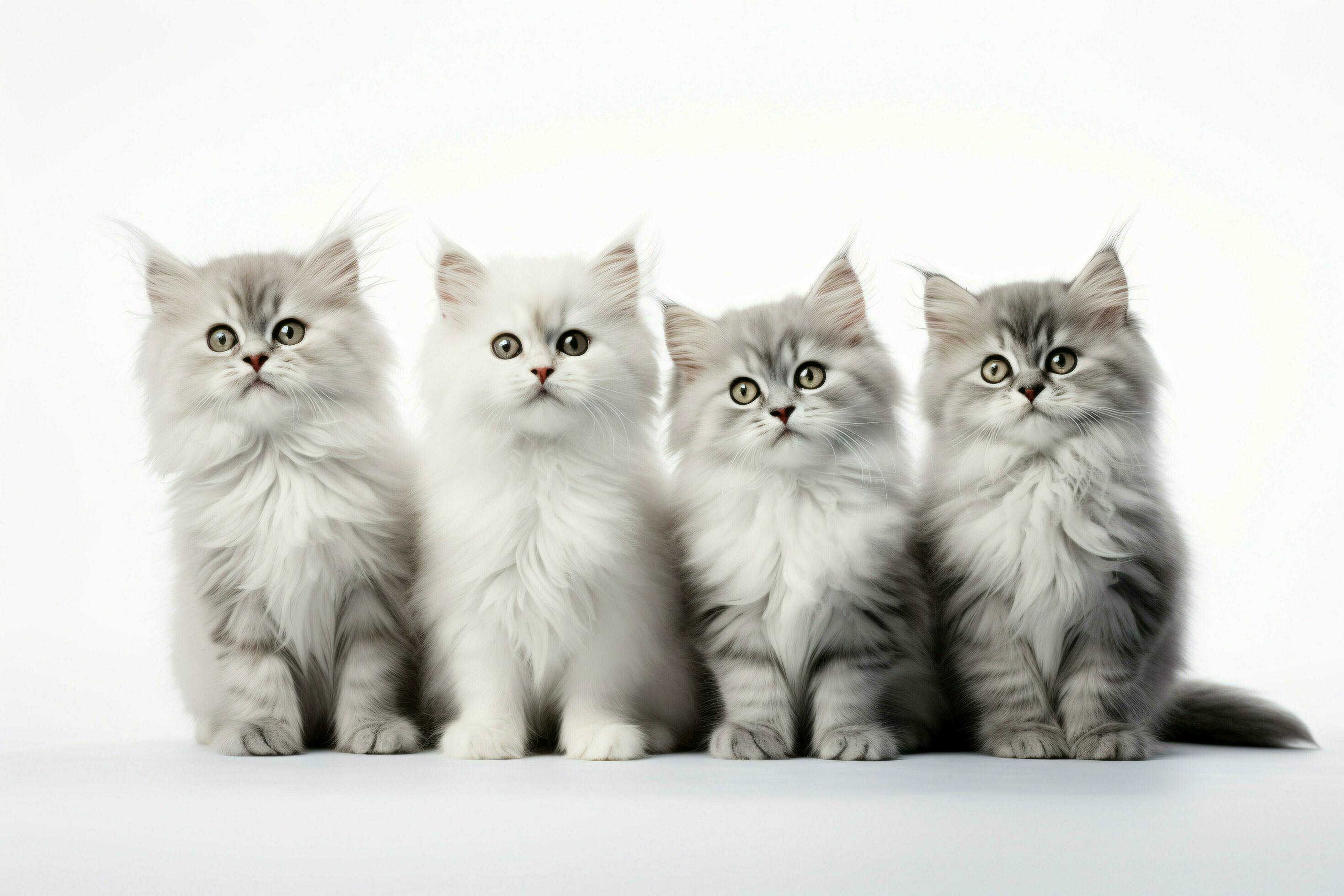 photo of a cat on a plain white background. ai generated 33027045 Stock ...